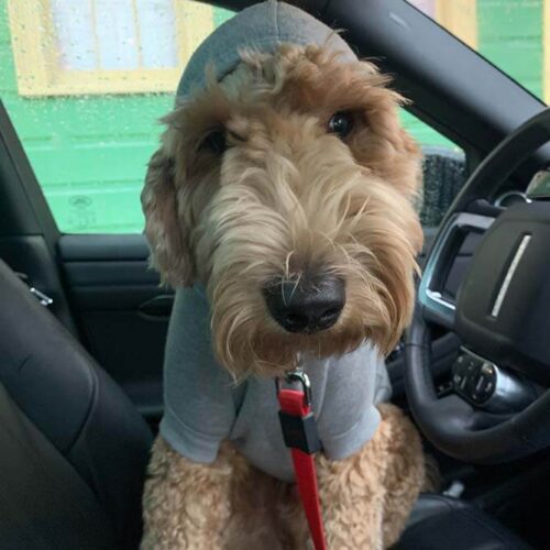 Louie Attorney at Paw | New Orleans Personal Injury Law Firm