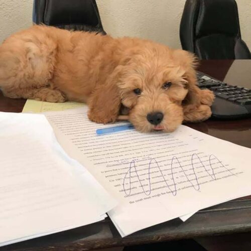 Louie Attorney at Paw | New Orleans Personal Injury Law Firm