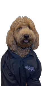 Louie Attorney at Paw | New Orleans Personal Injury Law Firm